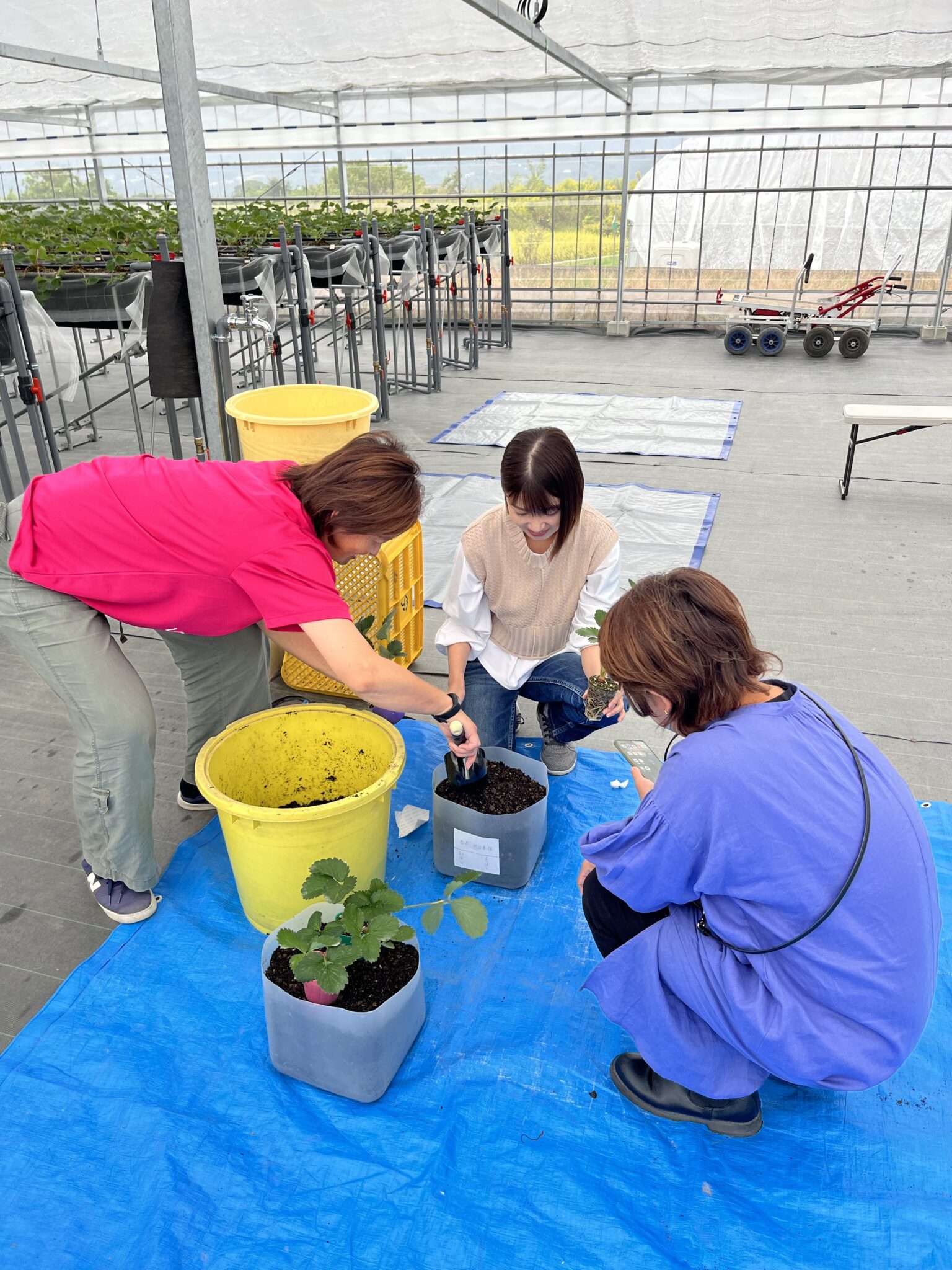 イベント情報 - いちご狩り観光農園 | ストロベリーガーデン いわつるfam.
